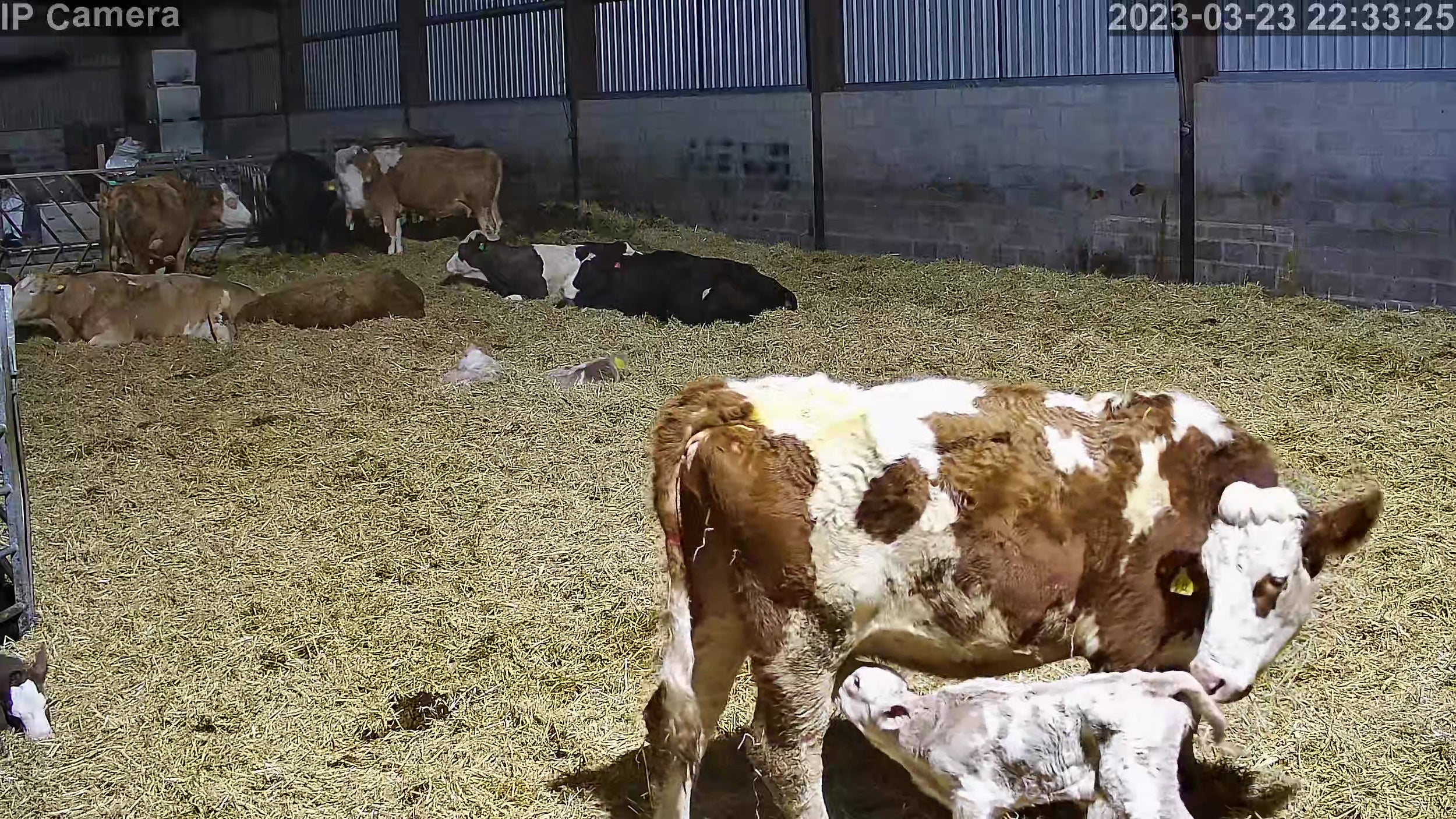 Calving Cameras – Farmstream