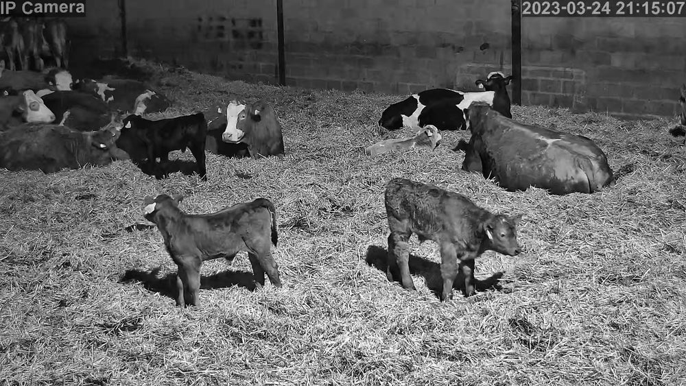Calving Cameras – Farmstream