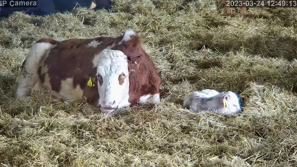 Calving Cameras – Farmstream