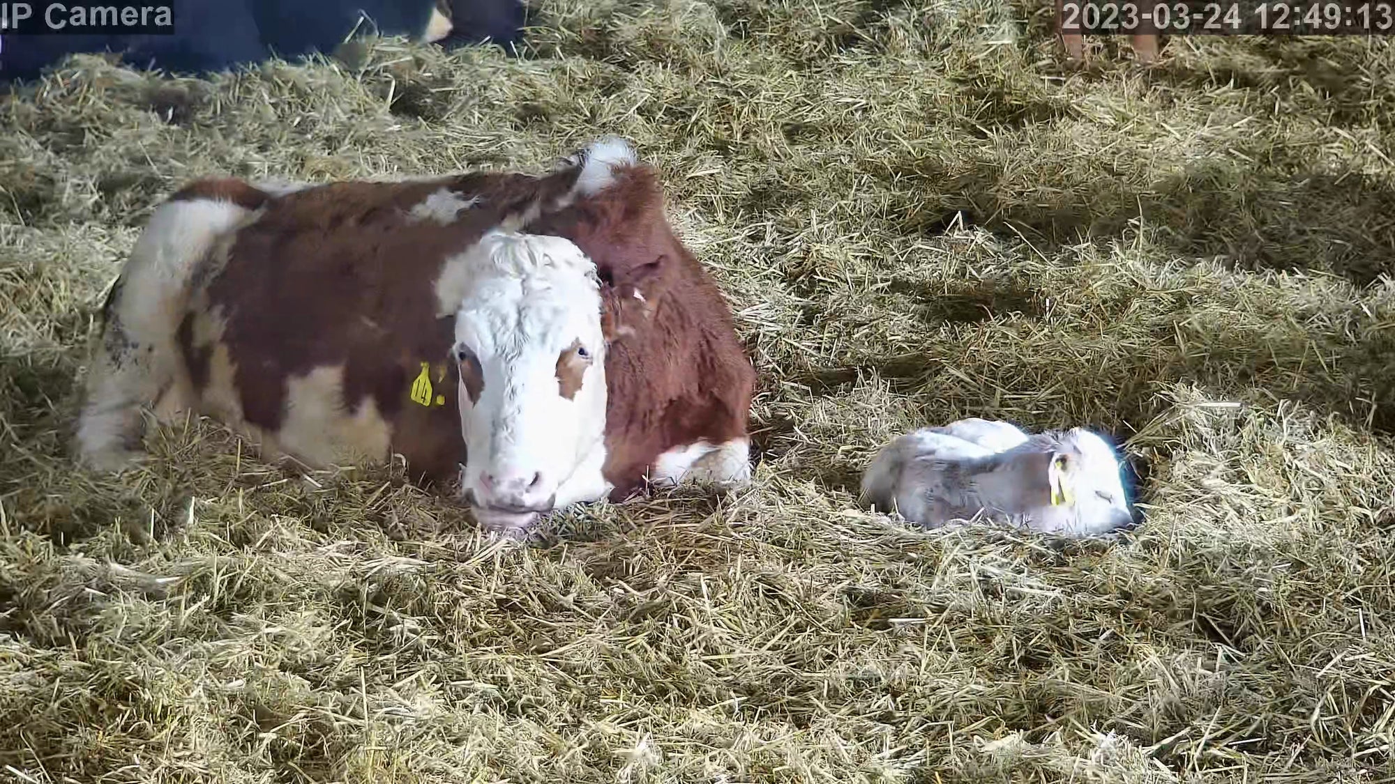 Calving Cameras – Farmstream