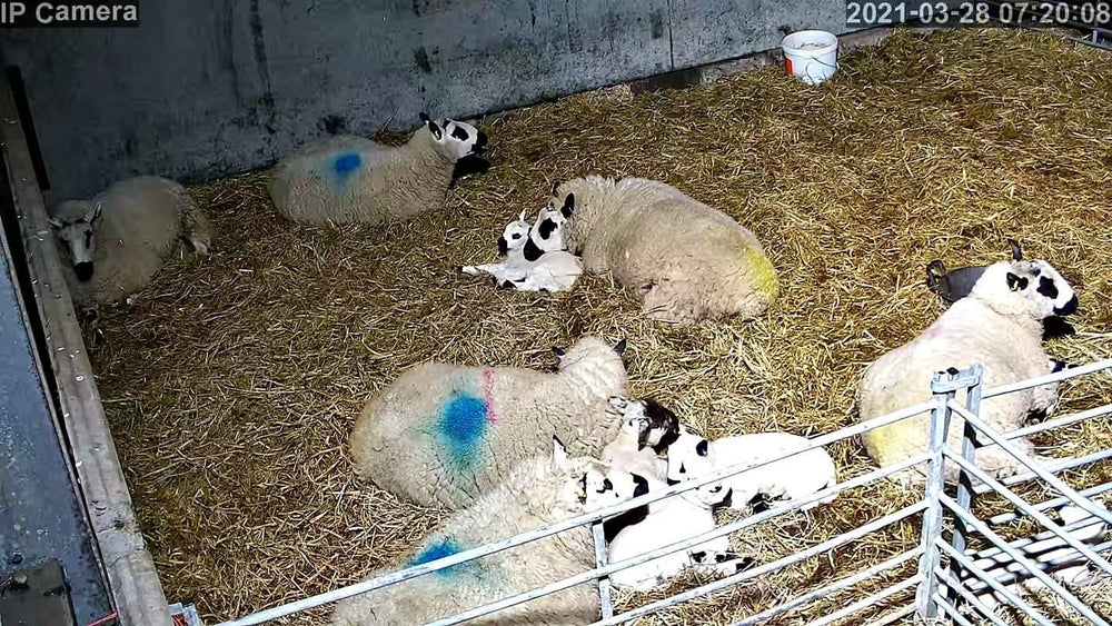 Monitoring Cameras for Lambing – Farmstream
