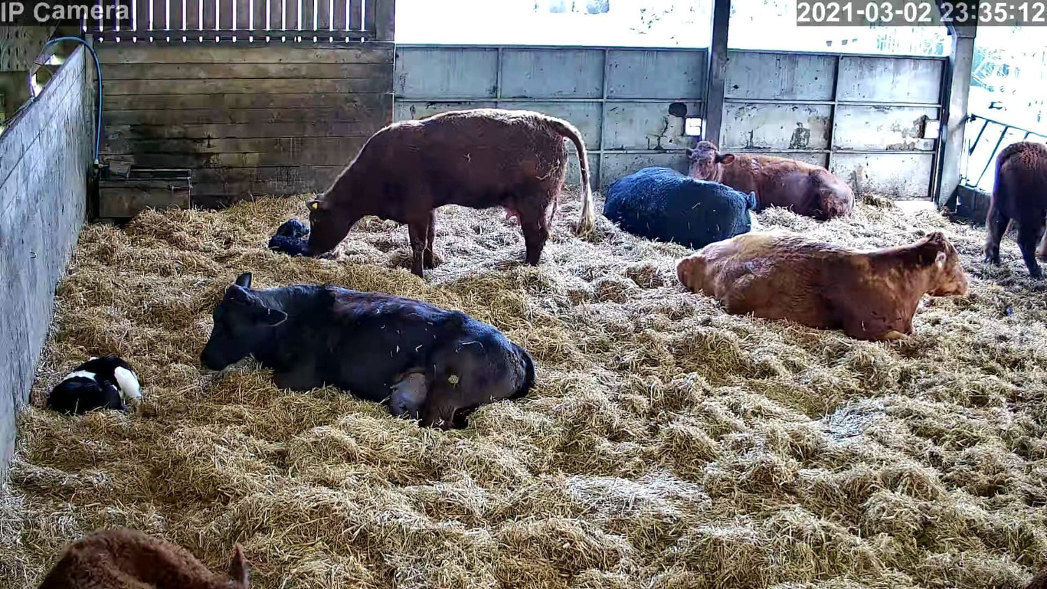 Farmstream - 4G/WiFi CCTV Cameras for Livestock, Security and Stables