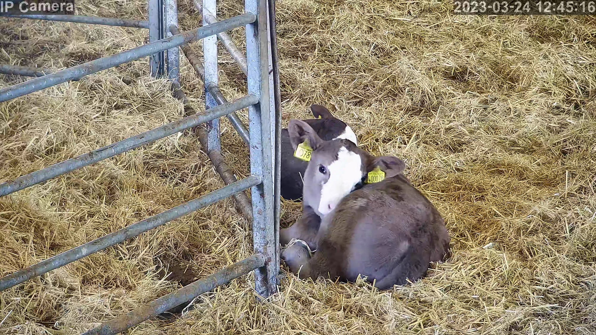 Calving Cameras – Farmstream